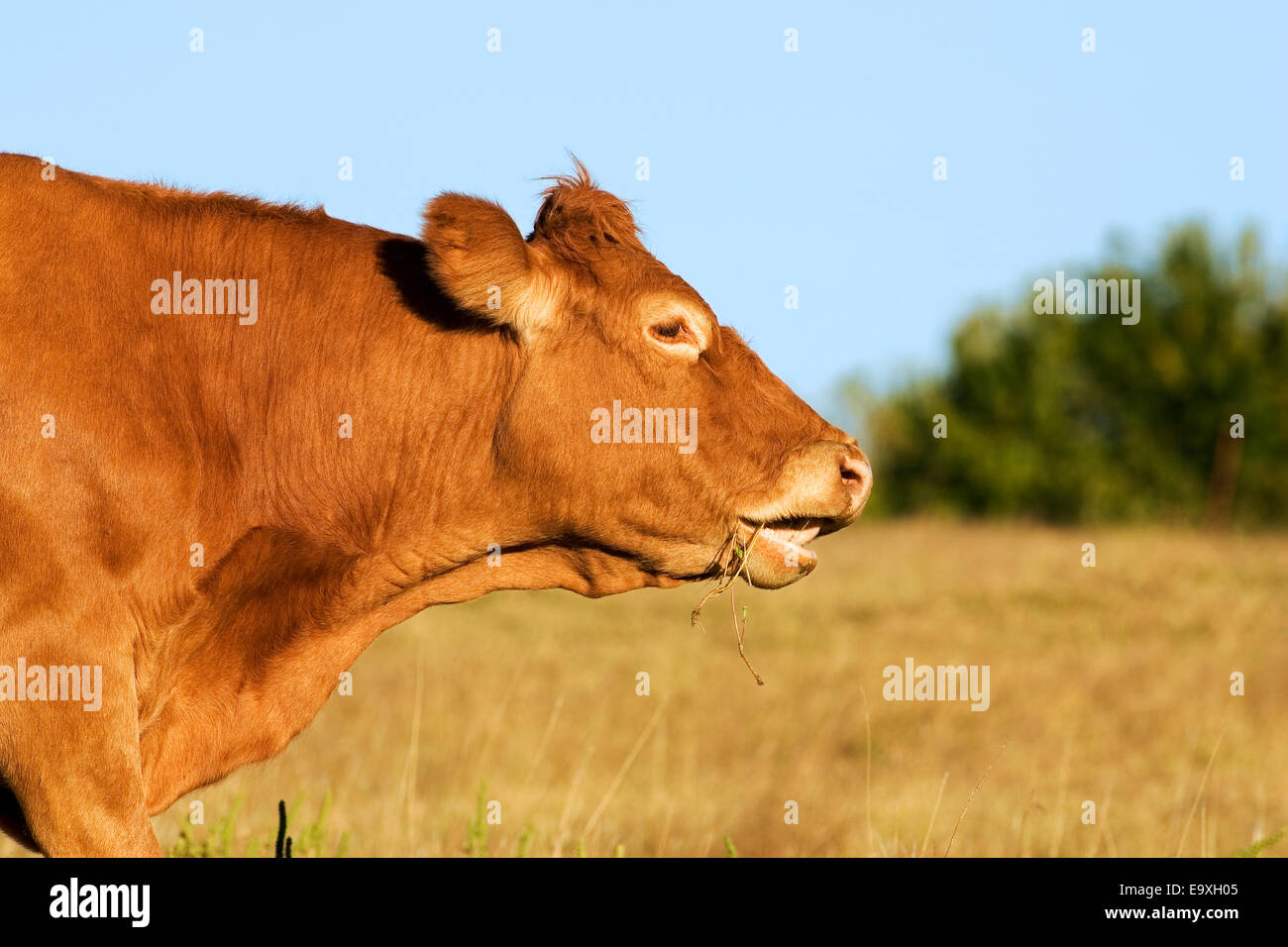 Cud design hi-res stock photography and images - Alamy