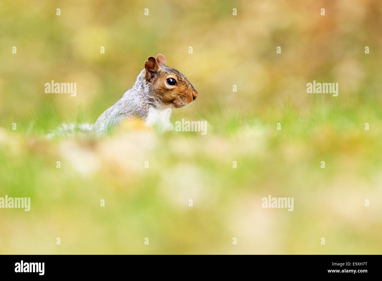 Cute American gray squirrel in autumn golden light (Tamiasciurus ...