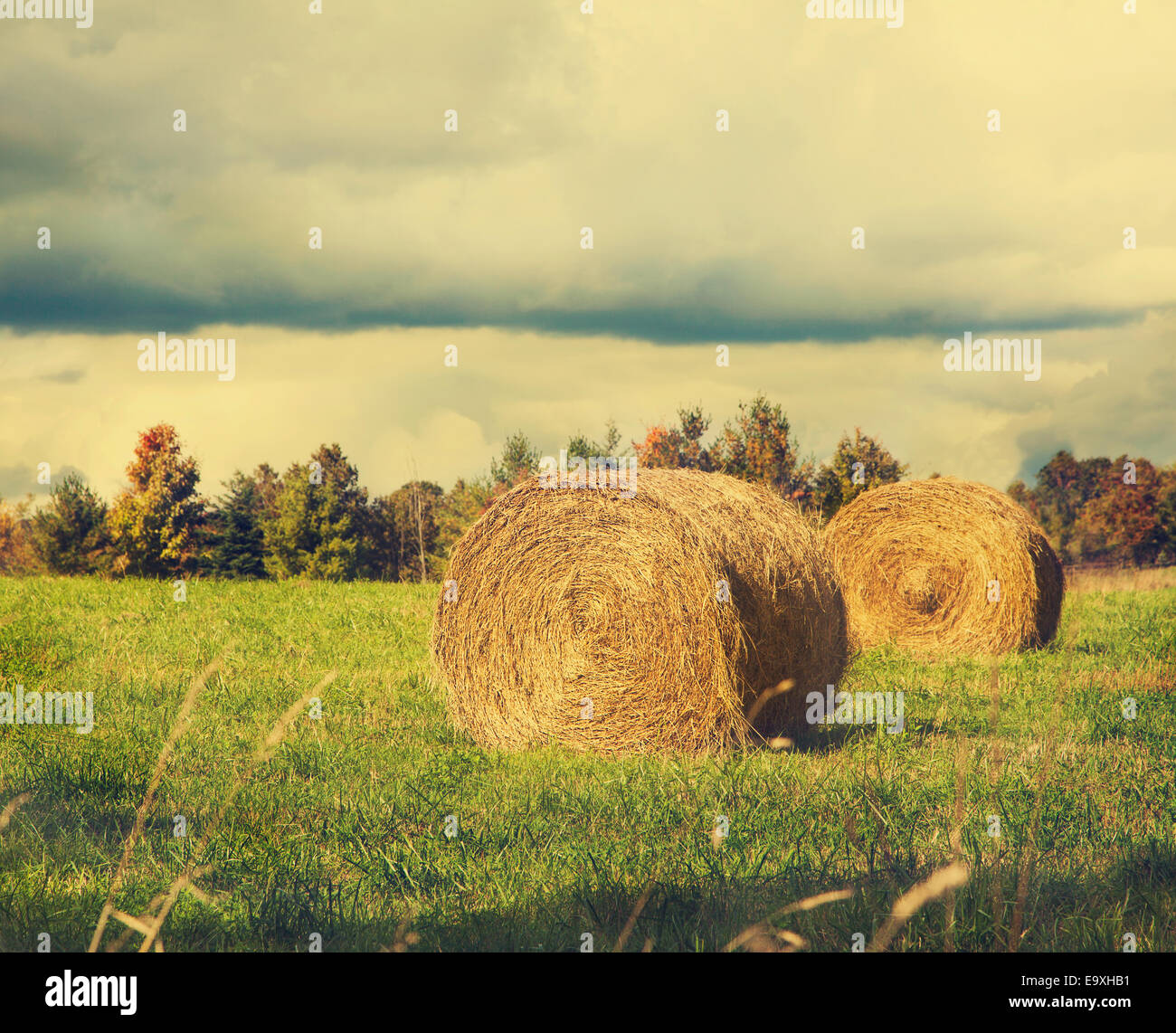 Sheaves of hay lying in a field. Toned image Stock Photo - Alamy