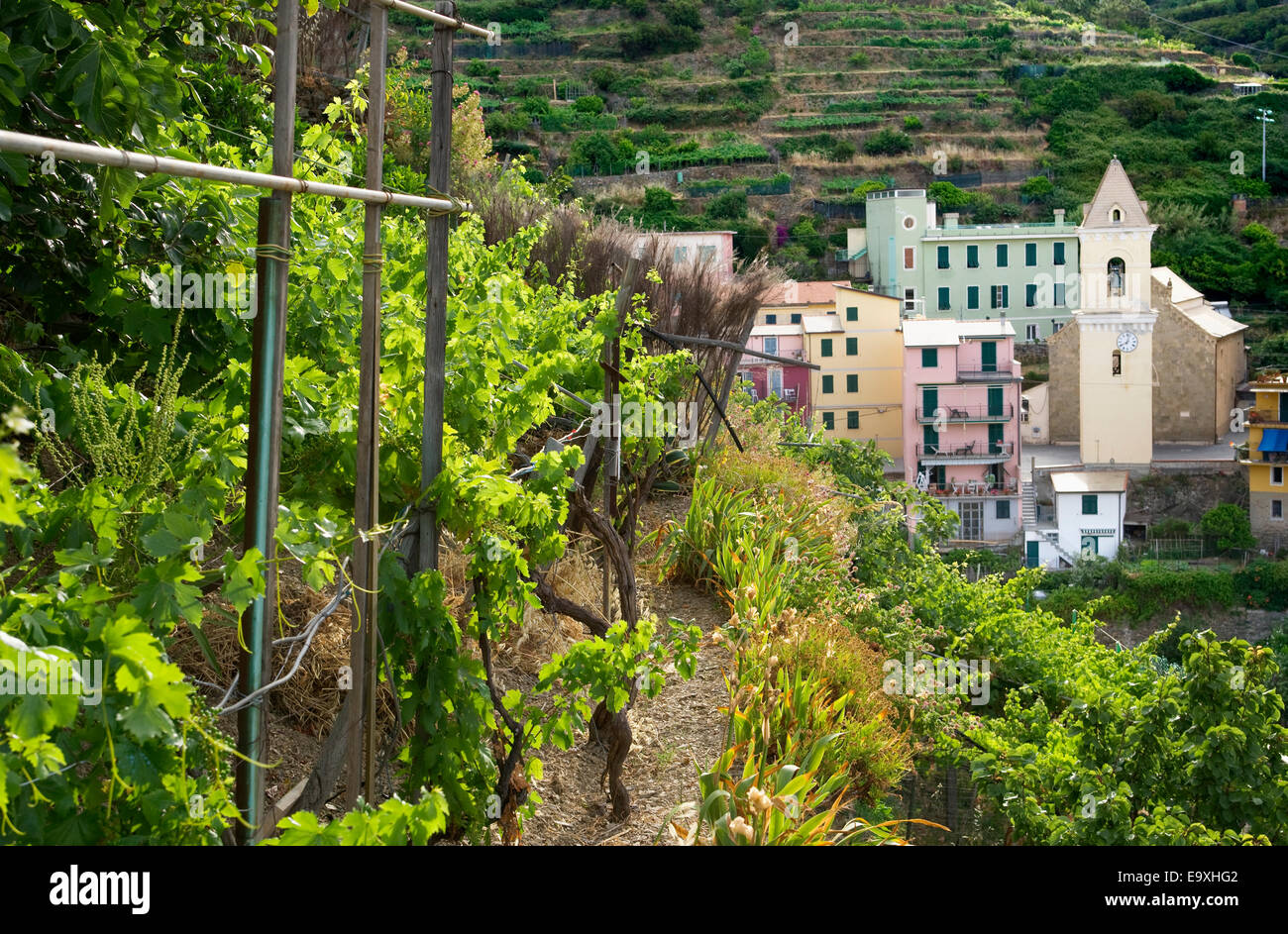 Agriculture - Terraced wine grape vineyards high on the steep hillside ...