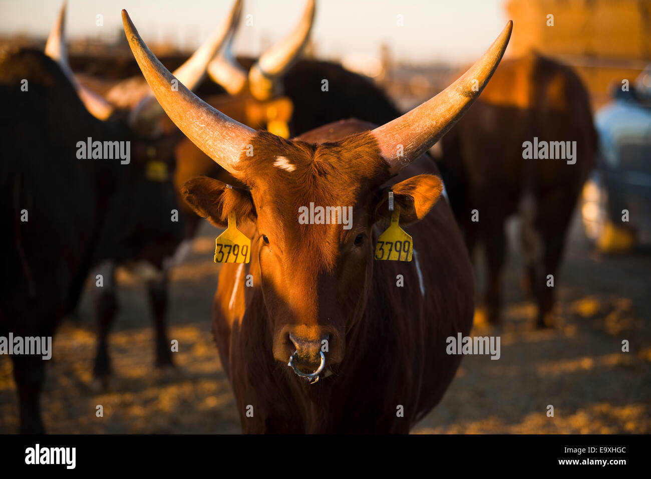 Livestock - Ankole-Watusi beef steer in a feedlot / Goodyear, Arizona ...