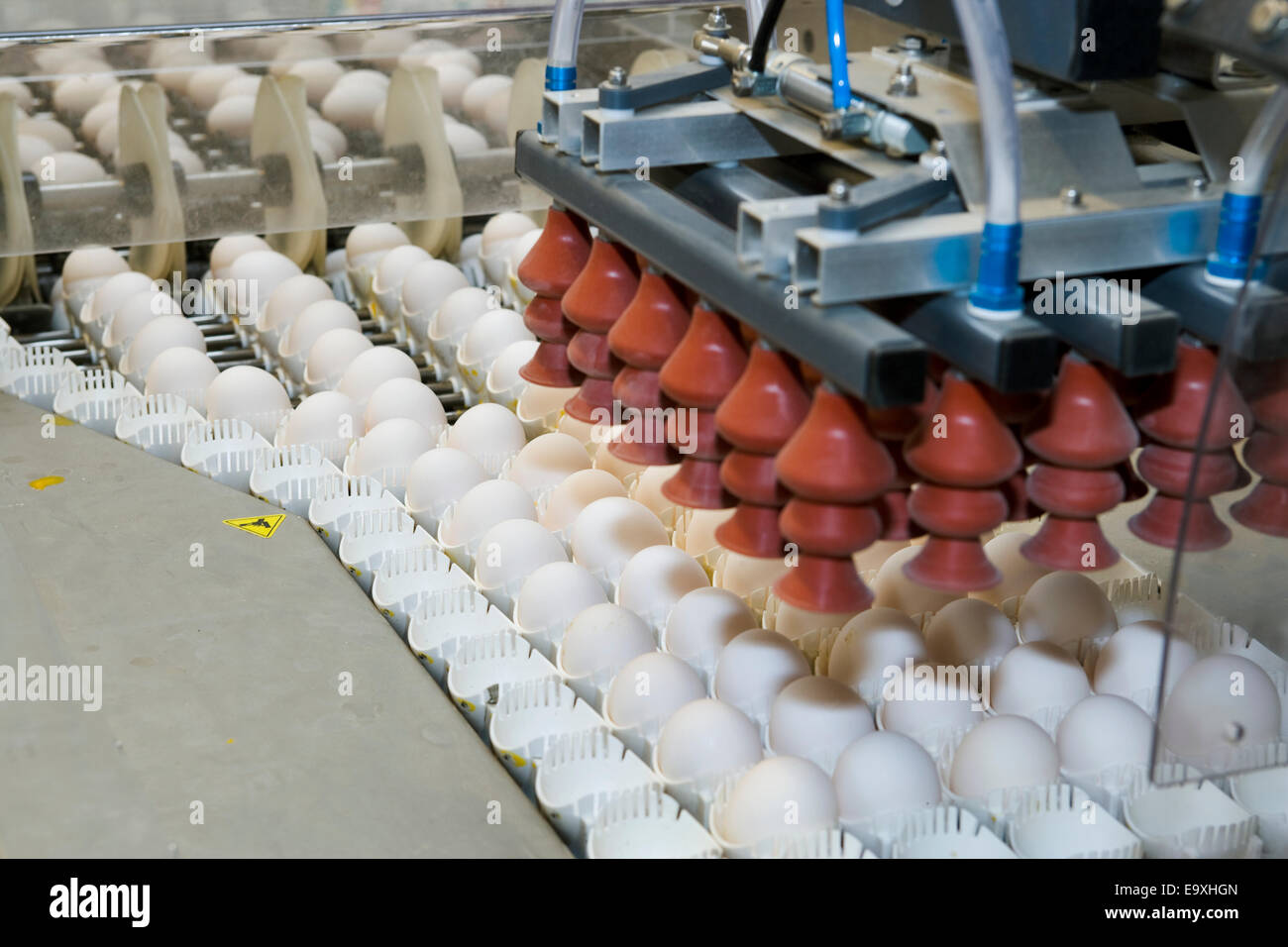 Pennsylvania chickens hi-res stock photography and images - Alamy