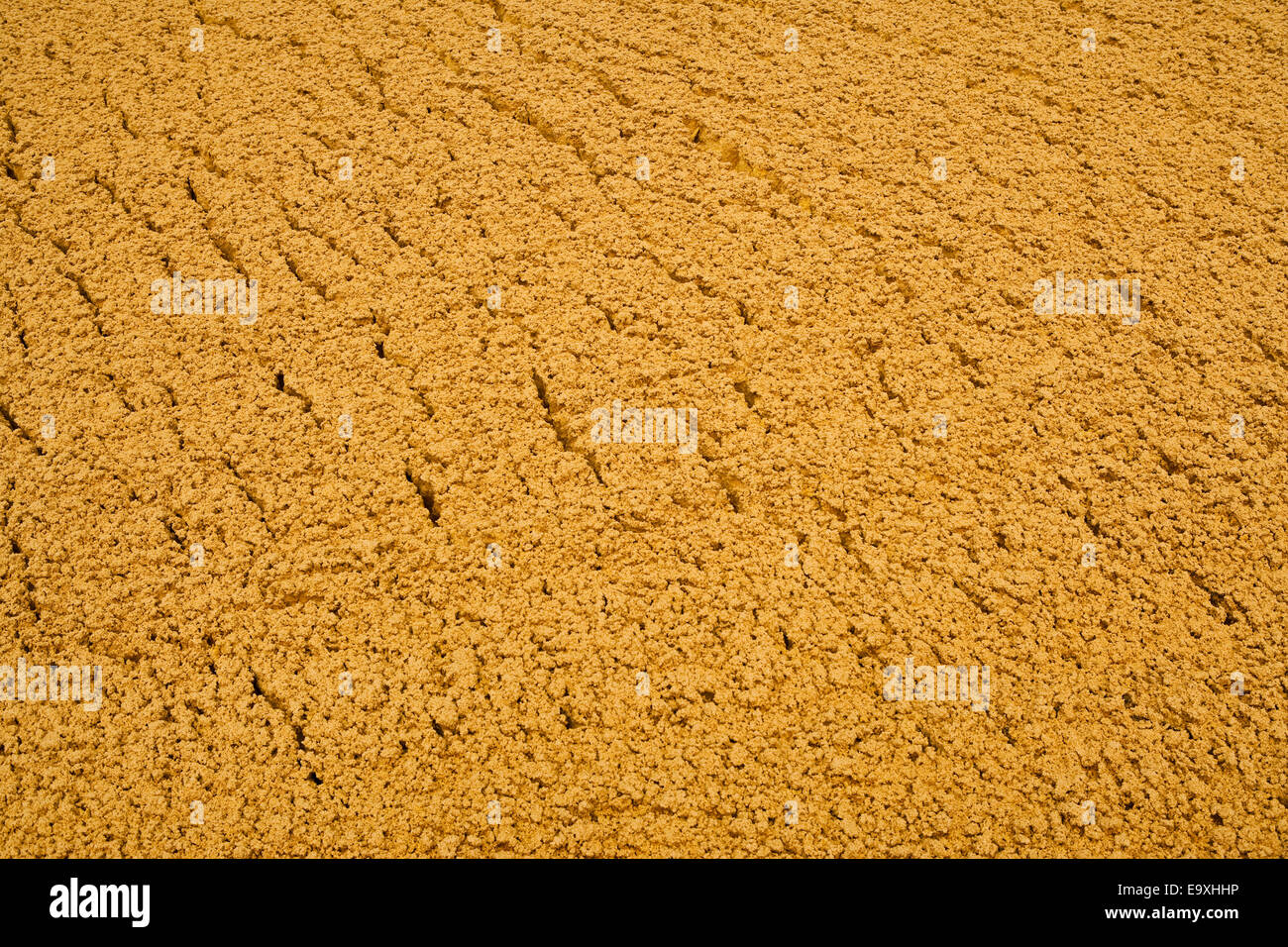 Agriculture - Distiller grain with solubles at an ethanol production ...