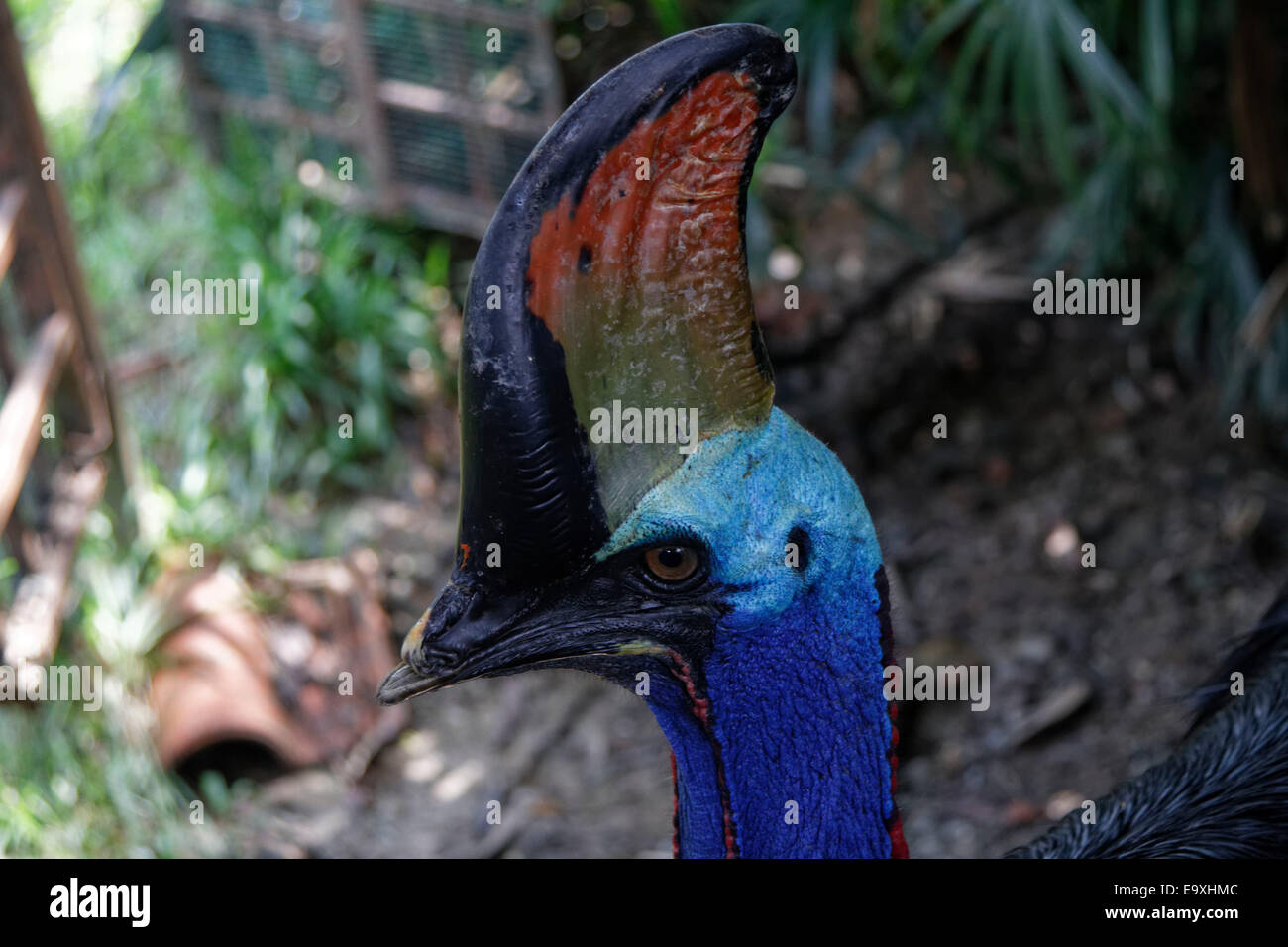 Southern cassowary new guinea hi-res stock photography and images - Alamy
