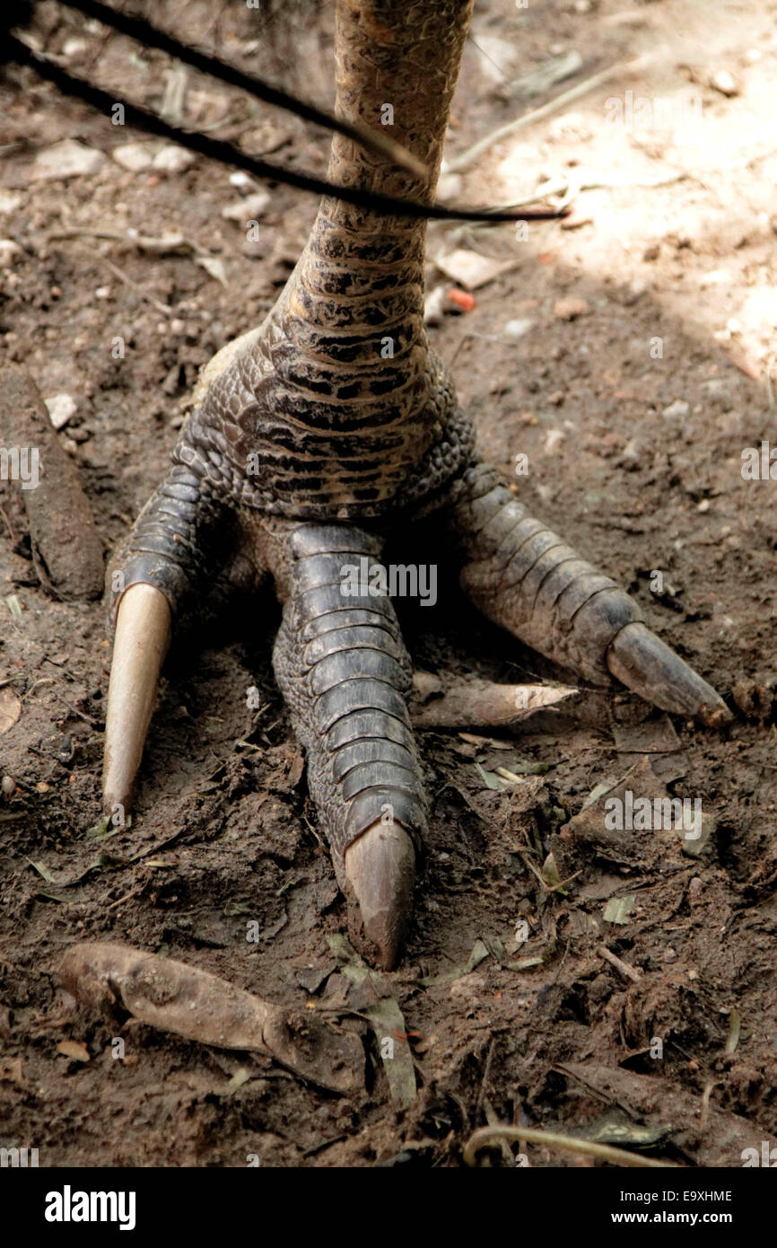 Cassowary feet hi-res stock photography and images - Alamy