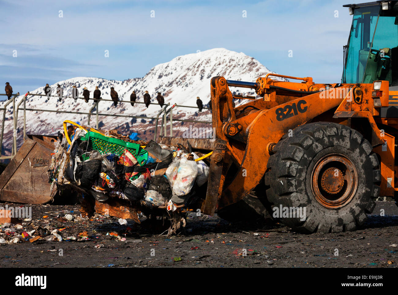 Bulldozer picks up bale of garbage while bald eagles look on from fence ...