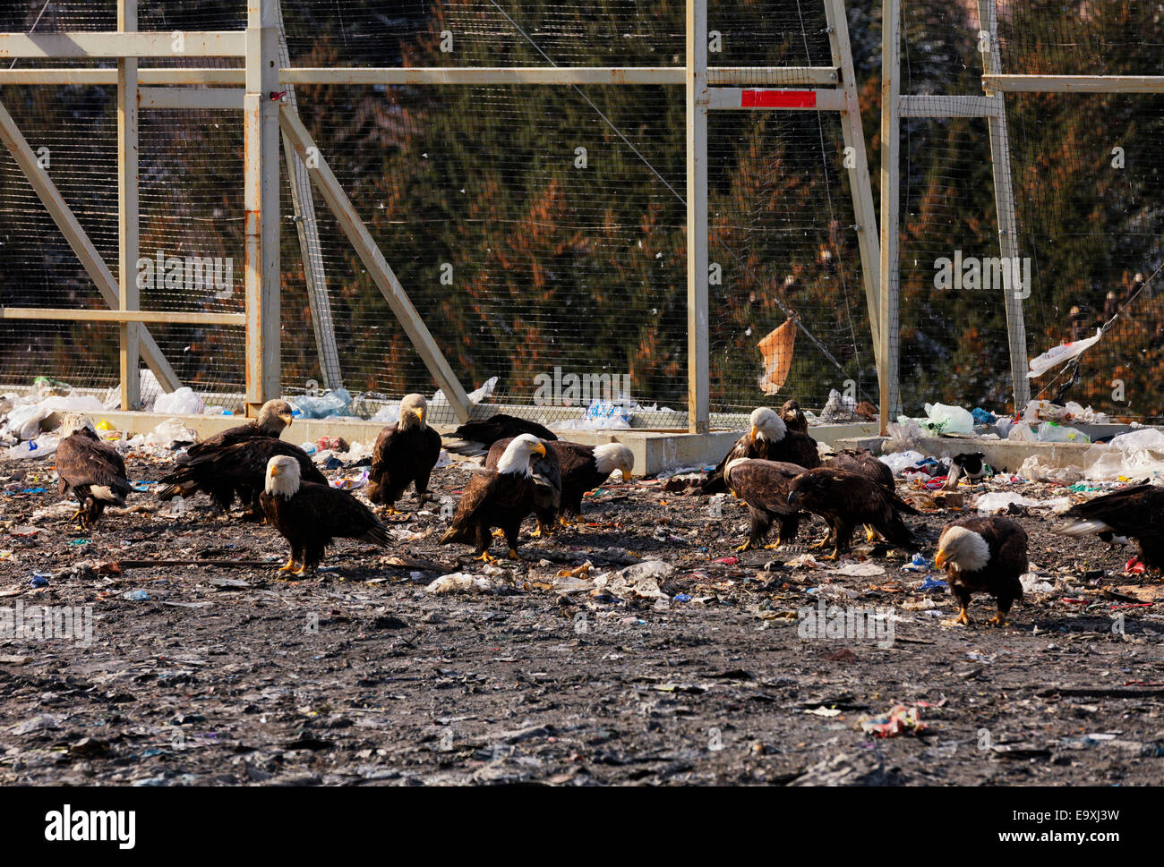 Bald eagles scrap for food at landfill in Kodiak, Southwest Alaska ...