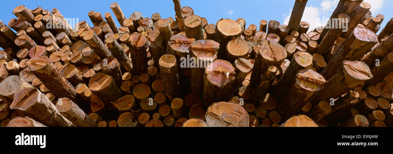 Agriculture - Stacked logs at a lumber mill yard / Rio Dell, California ...