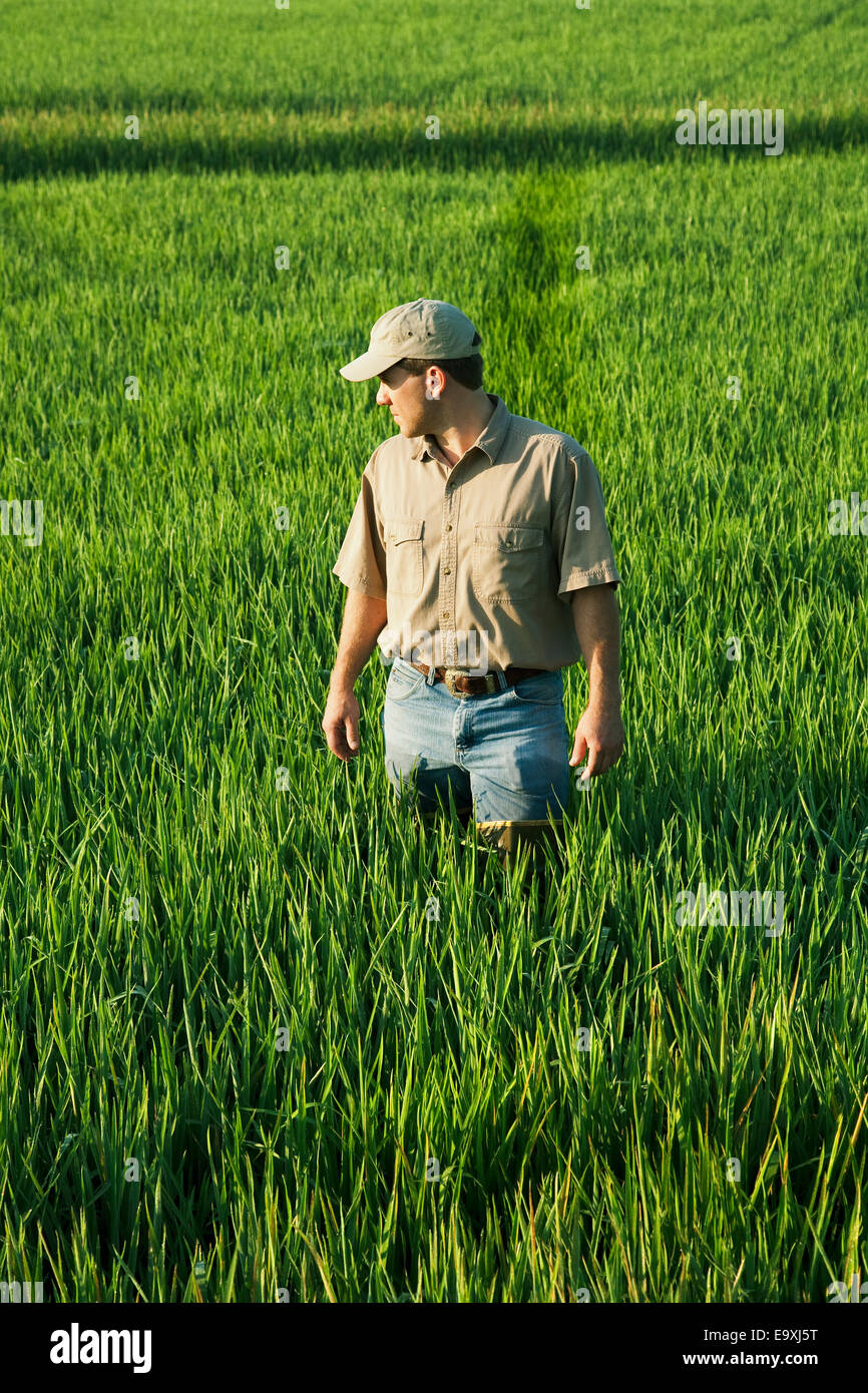 A farmer (grower) walks through his field inspecting his mid growth ...