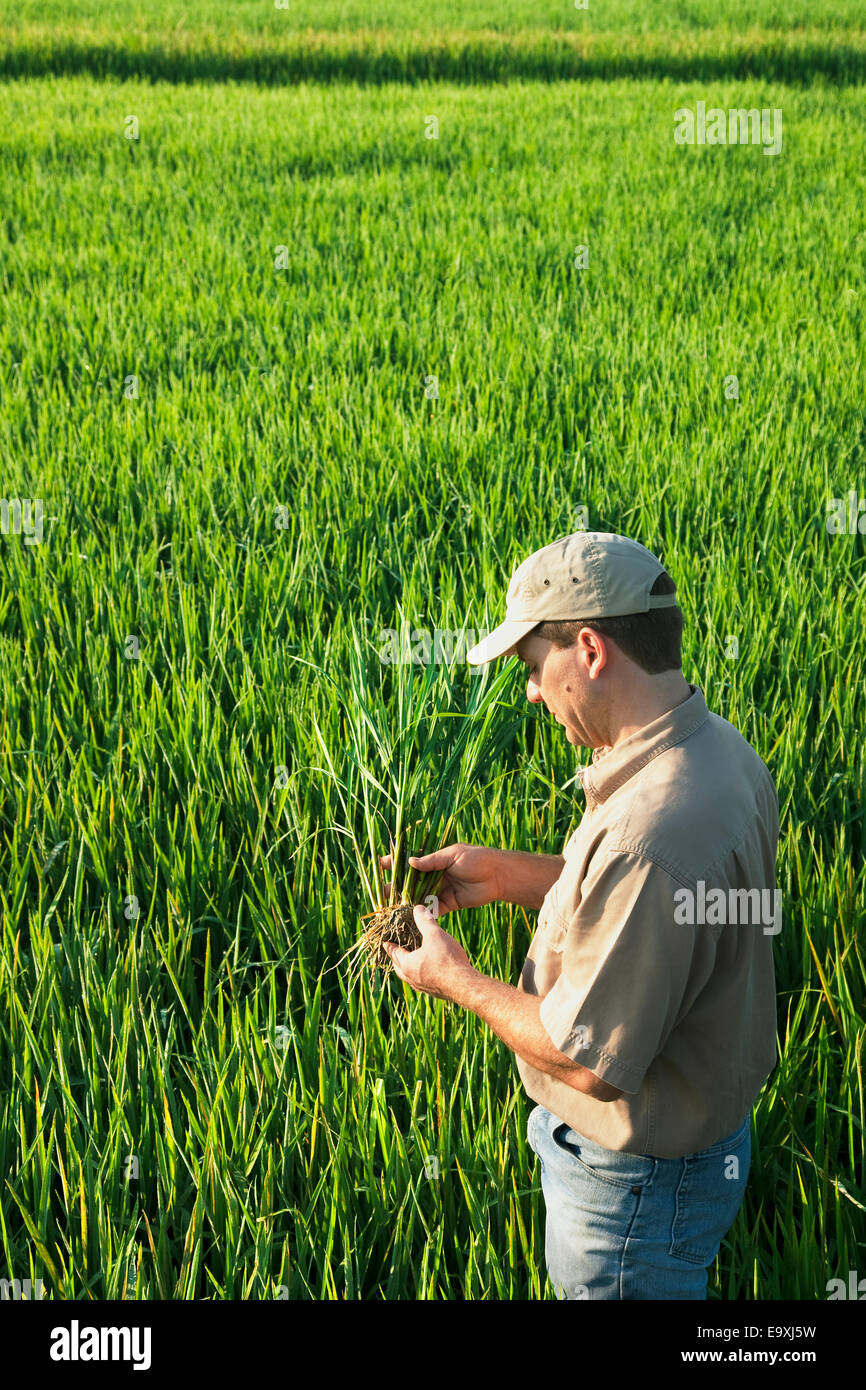 A farmer (grower) in his field inspects his mid growth rice plant at ...