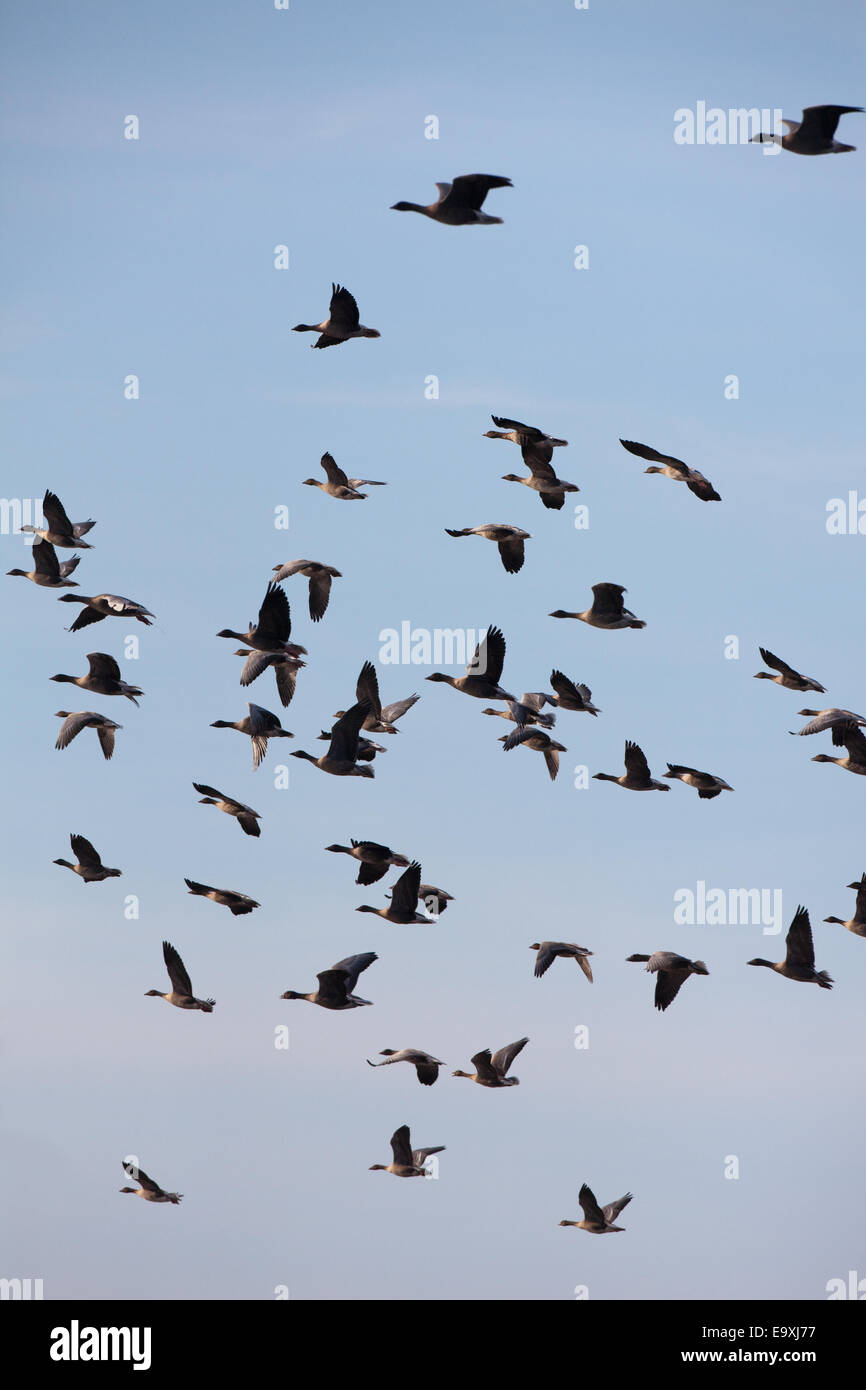 Pink-footed Geese (Anser brachyrhynchus). Spiralling upwards flight ...