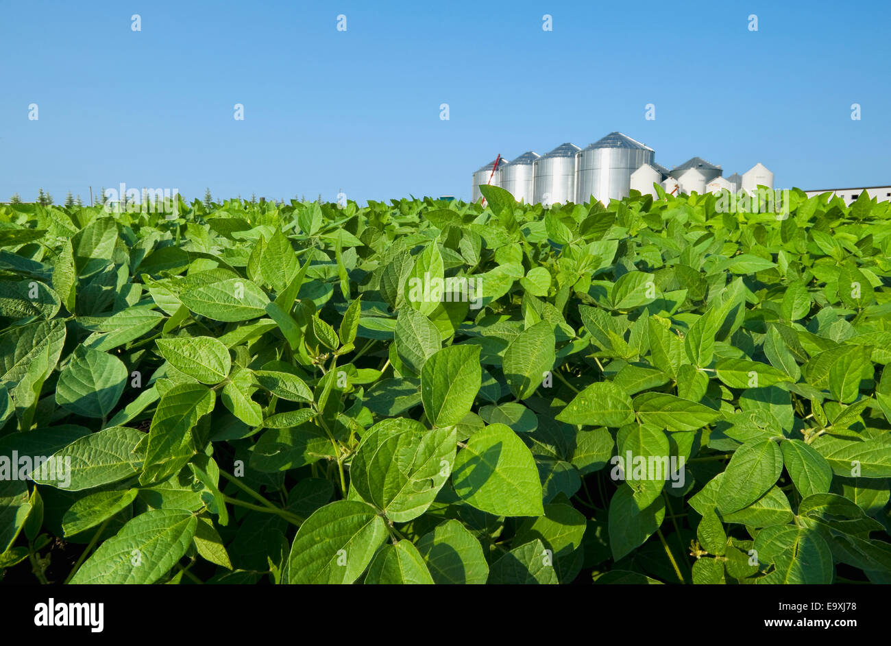 Agriculture - A stand of healthy mid growth soybeans with grain bins in ...