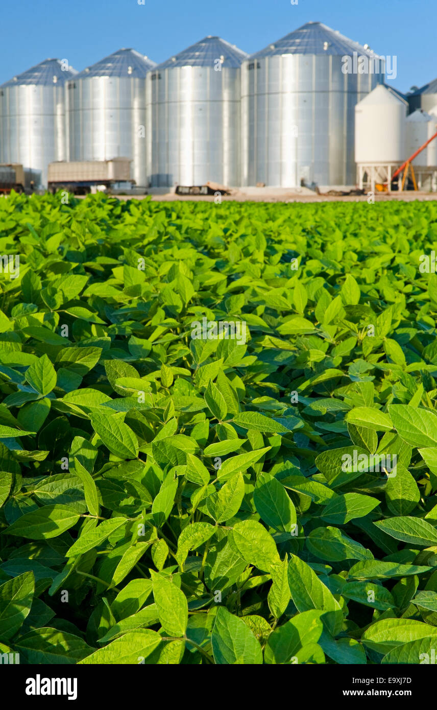 Agriculture - A stand of healthy mid growth soybeans with grain bins in ...
