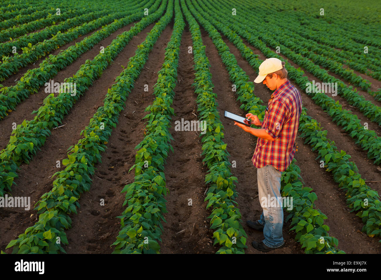 Check checks hi-res stock photography and images - Alamy