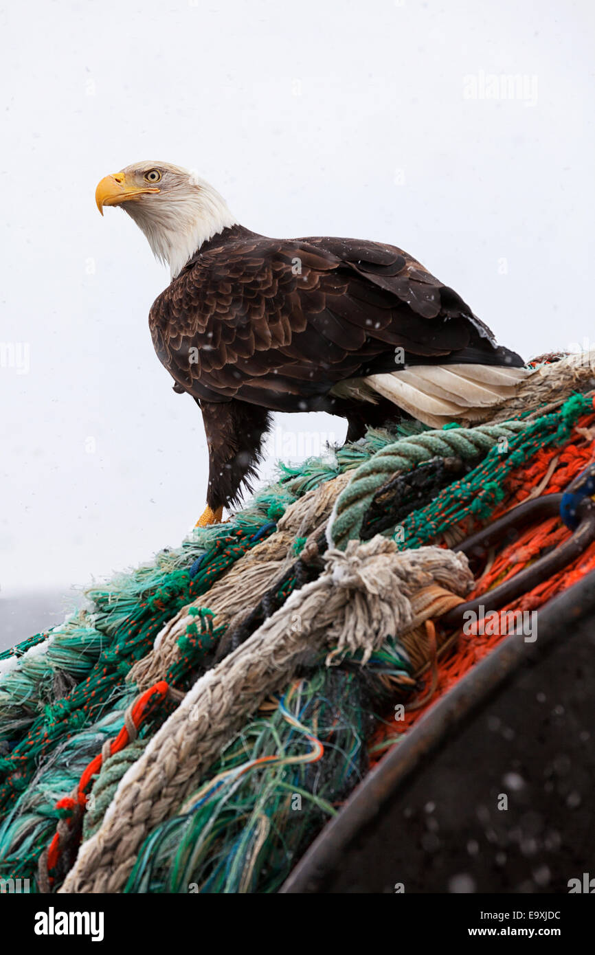 Bald eagle perched on fishing net in search of scraps during snow ...