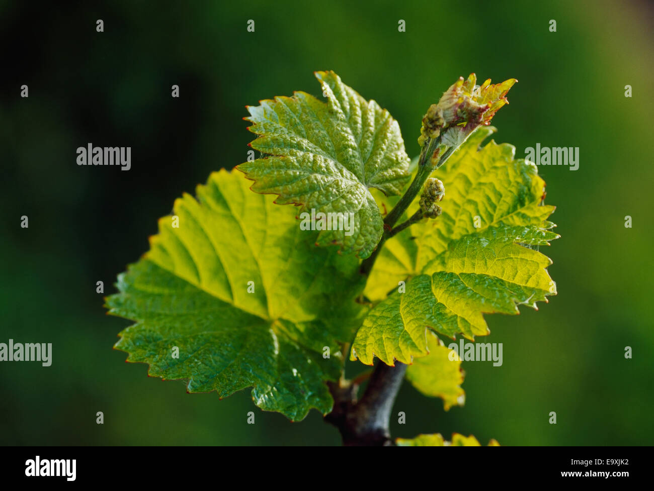 Pre flowering hi-res stock photography and images - Alamy