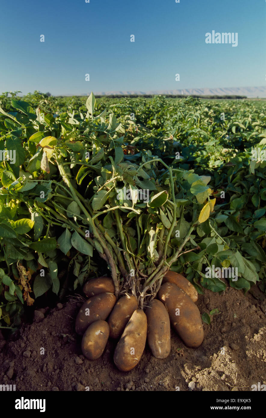 Gary vines hi-res stock photography and images - Alamy