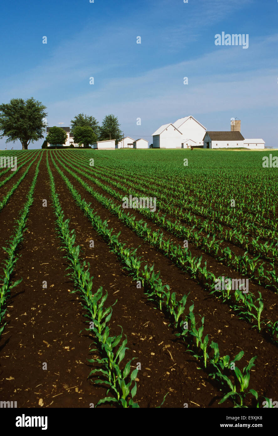 Field of early growth grain corn plants with white farmstead buildings ...