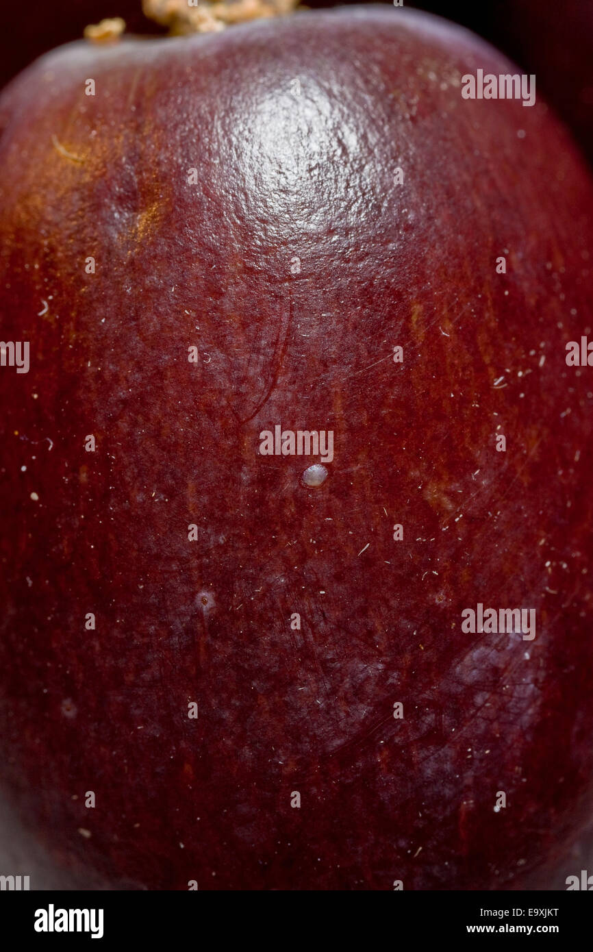 Agriculture - European Grapevine Moth (Lobesia botrana) eggs on the ...