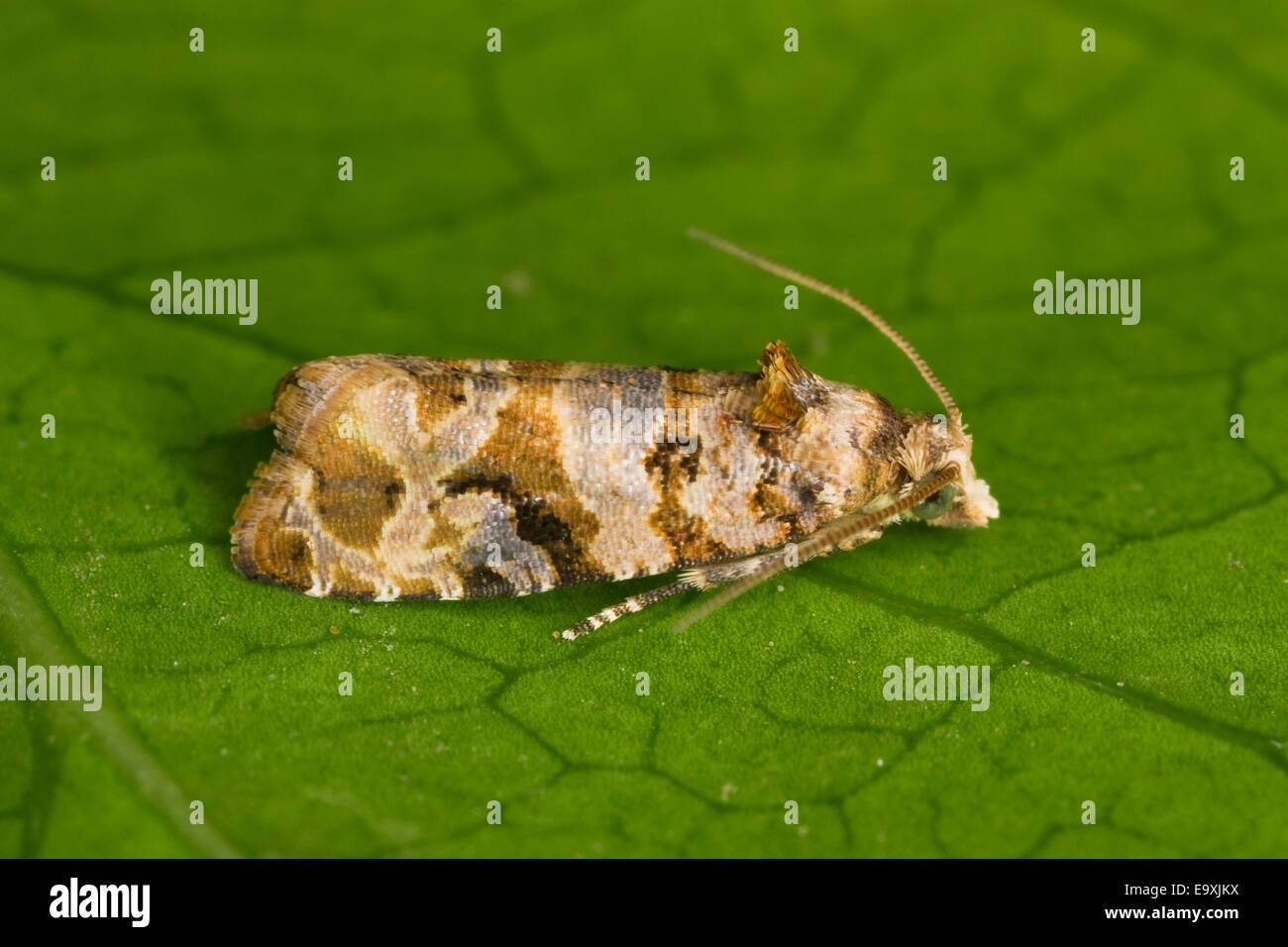 Agriculture - European Grapevine Moth (Lobesia botrana) adult moth male ...