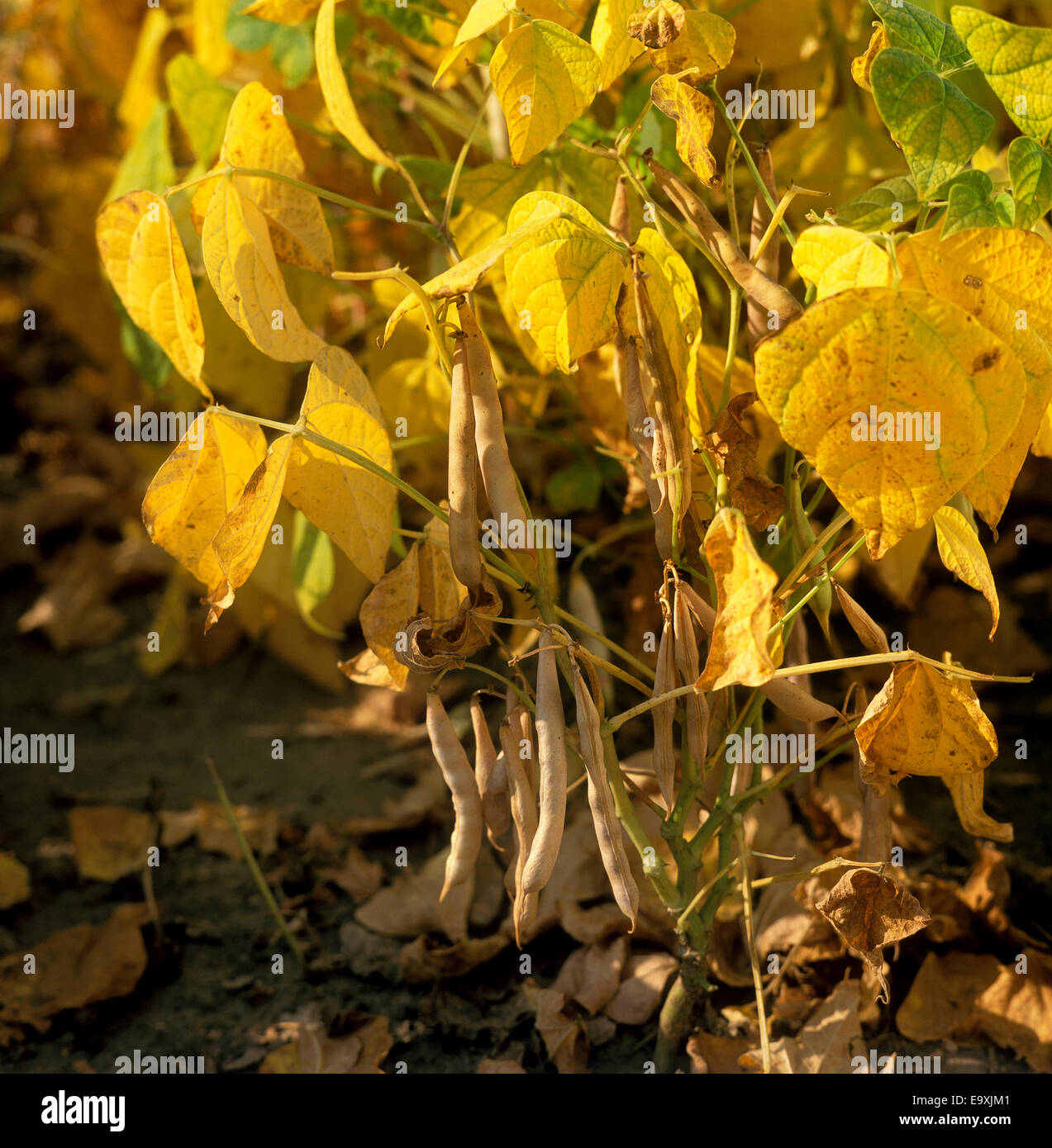 Agriculture - Mature White dry bean pods (aka. Navy or Pea beans) on ...