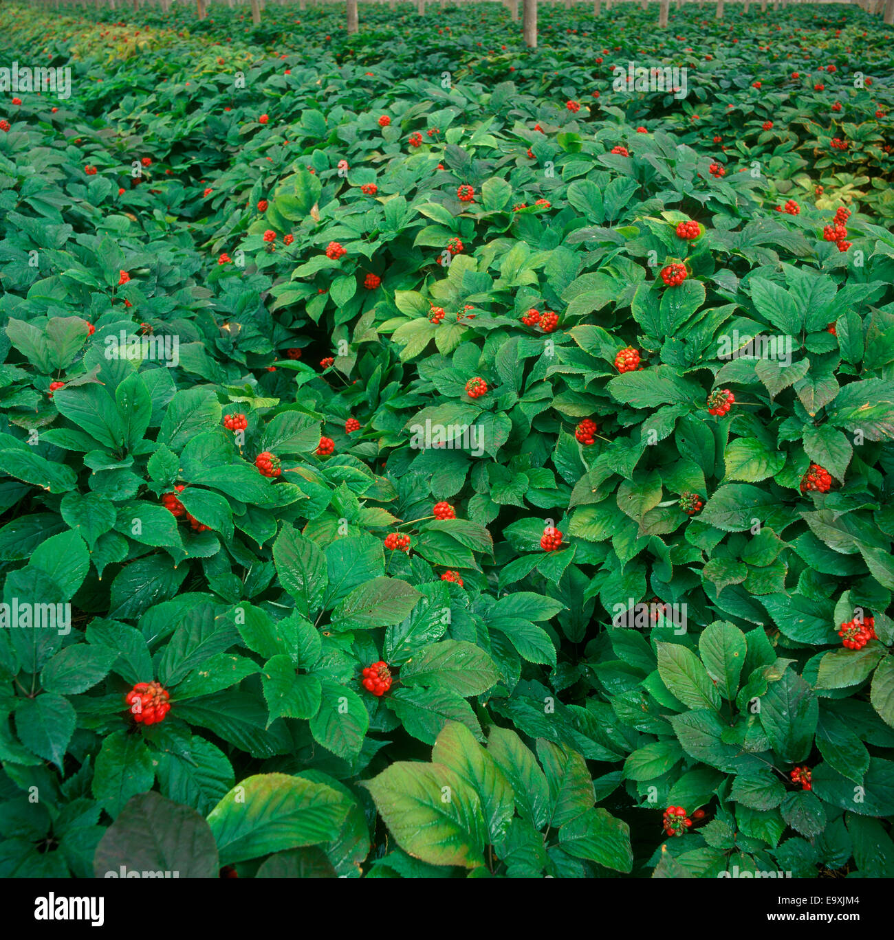 Agriculture - Healthy Ginseng crop in a greenhouse / Ontario, Canada ...