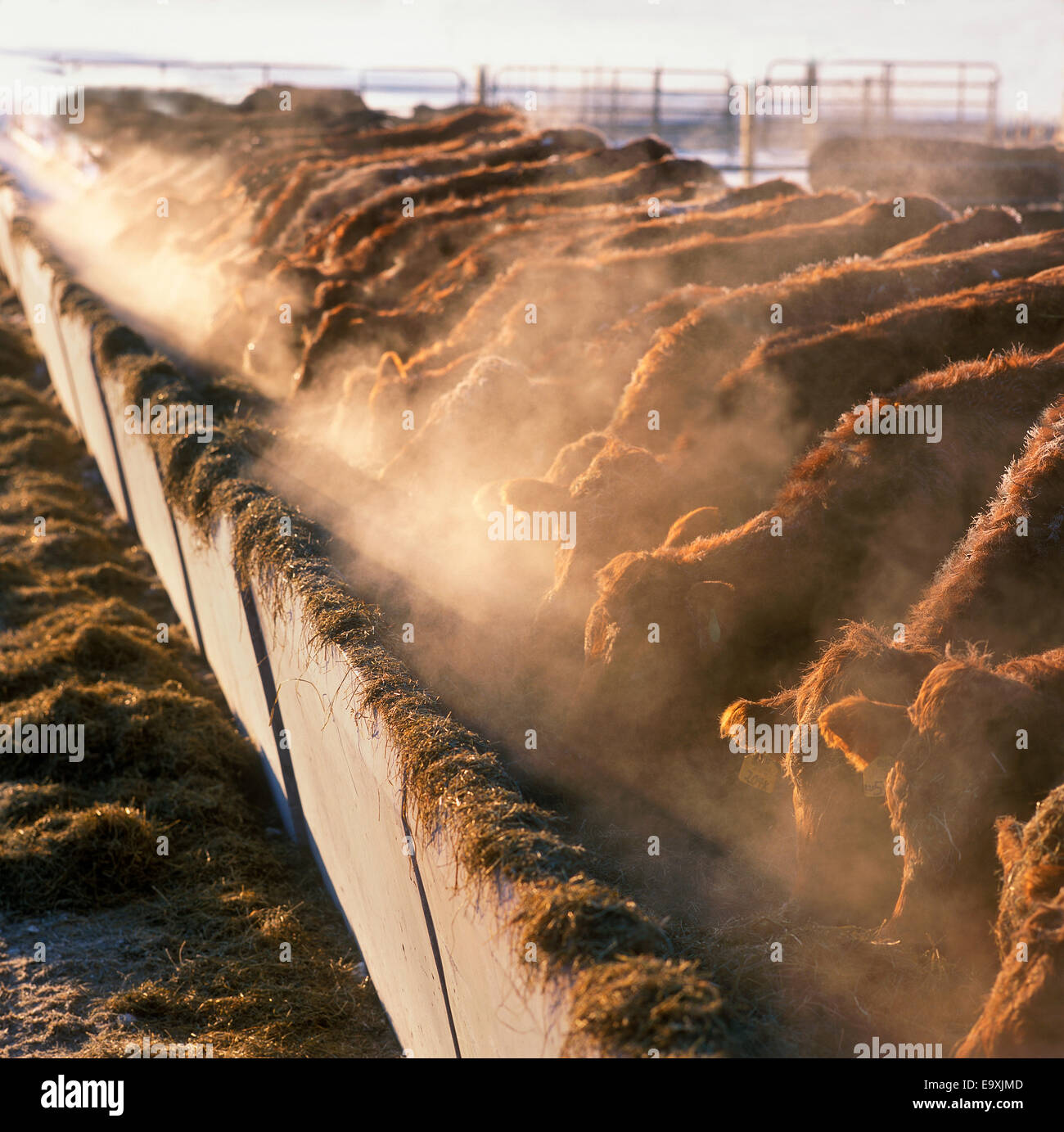 Livestock - Crossbred beef cattle feed on silage at a beef feedlot on a ...