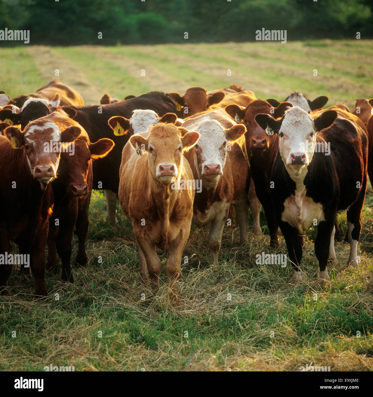 Livestock - Crossbred beef cattle cluster together on a pasture in ...