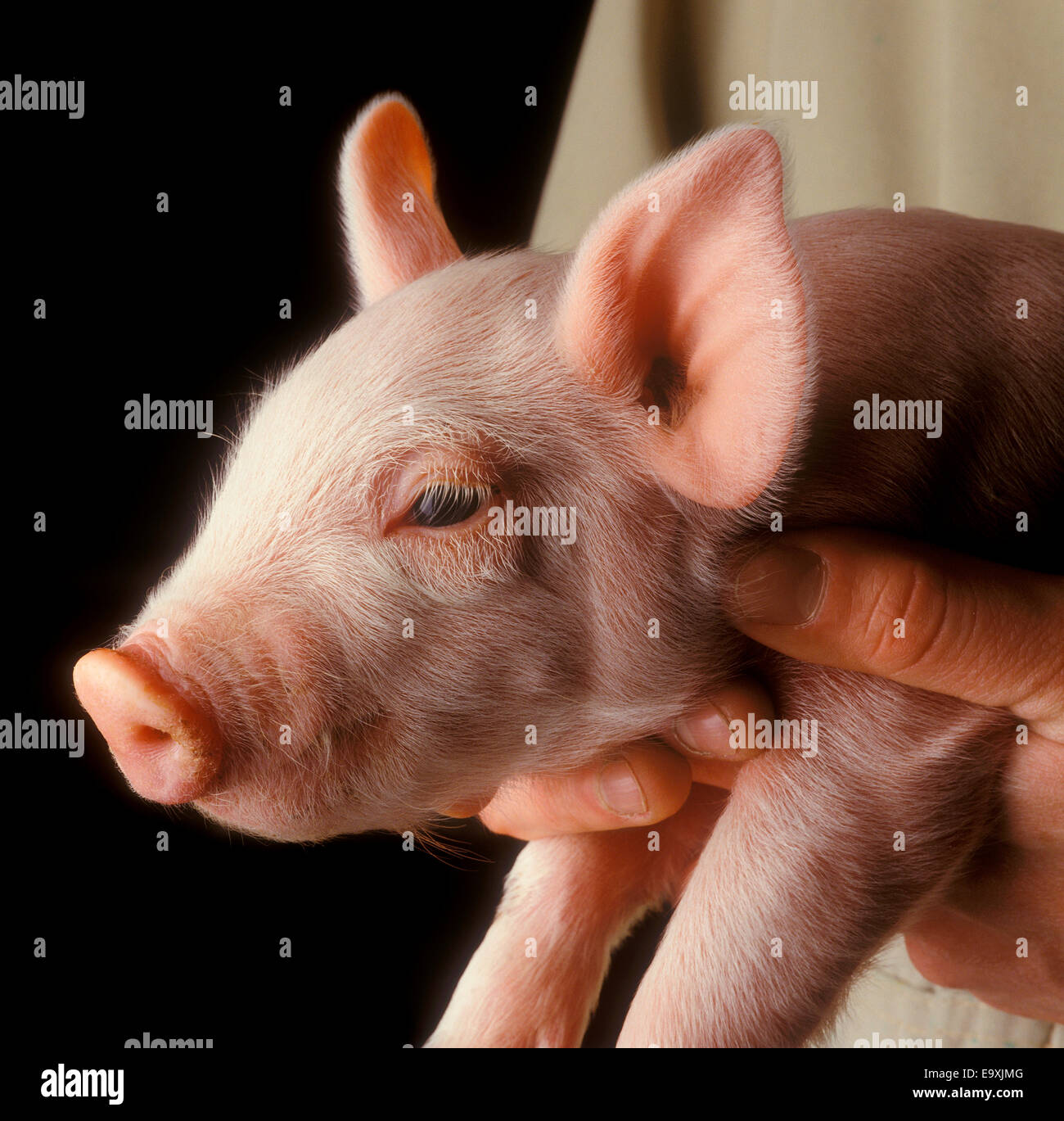 Livestock - A young pig (swine) being held by a pork producer / Ontario ...