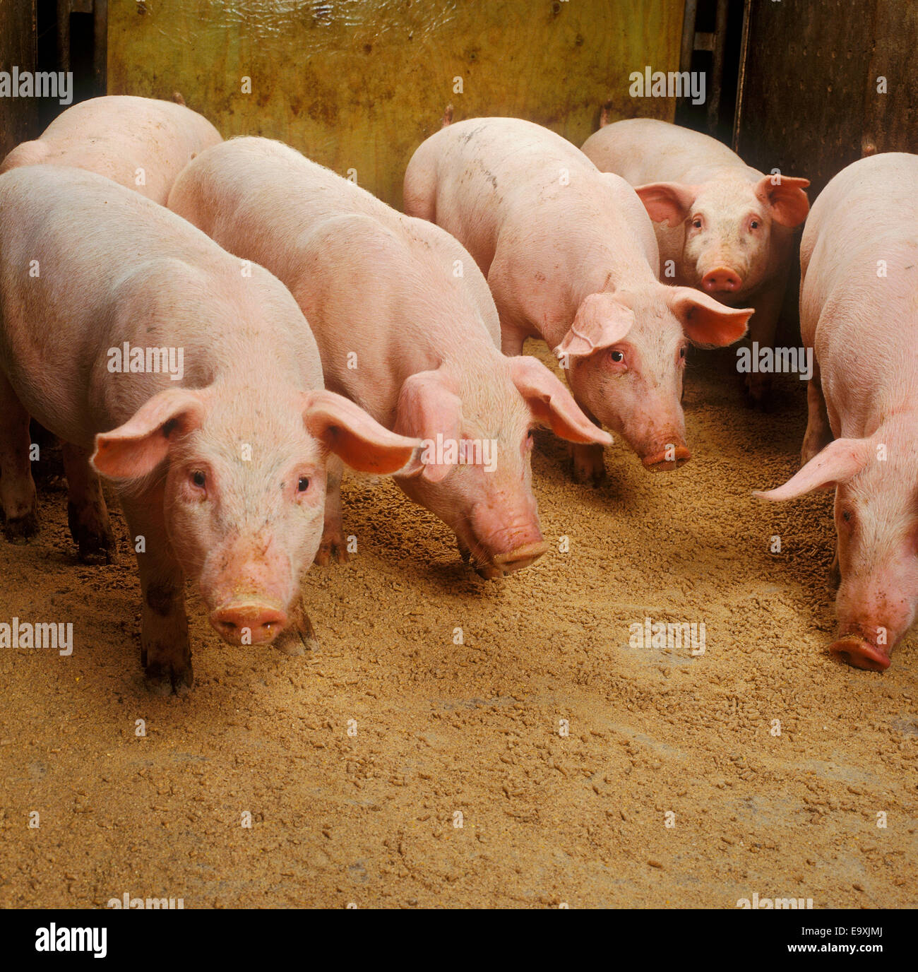 Pig Pen Clean Pigs Stock Photos & Pig Pen Clean Pigs Stock Images - Alamy