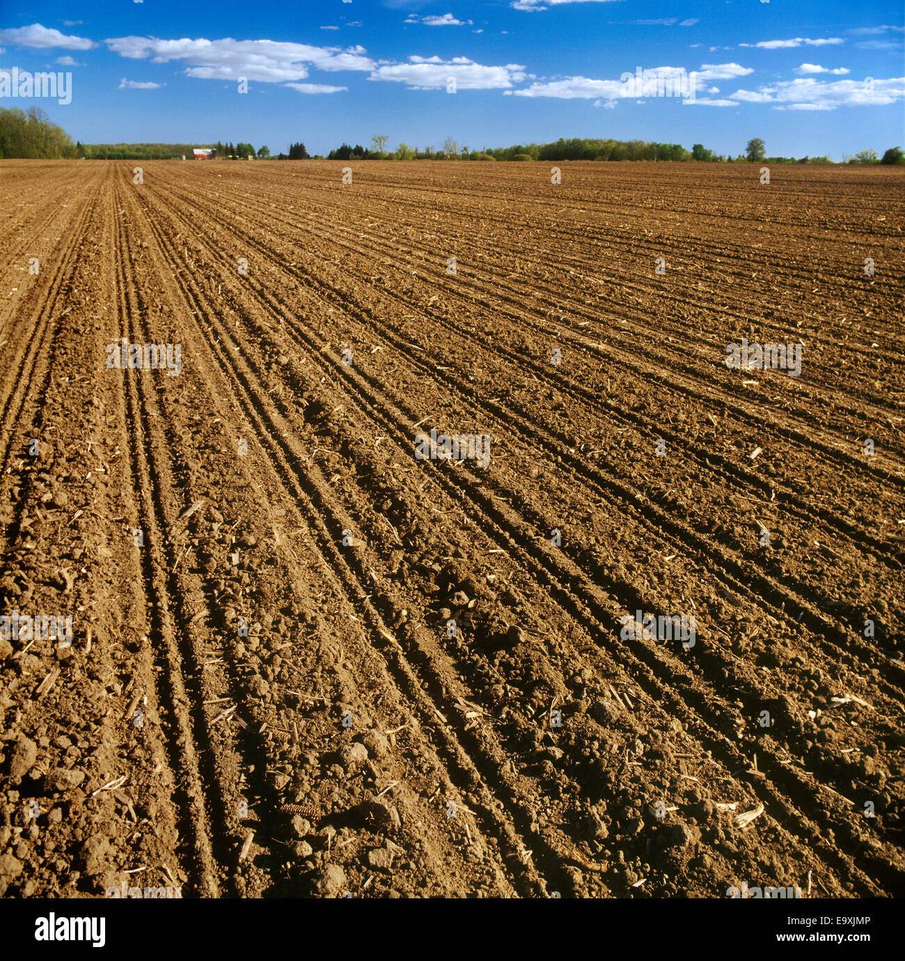 Agriculture - A large conventionally tilled field freshly planted with ...