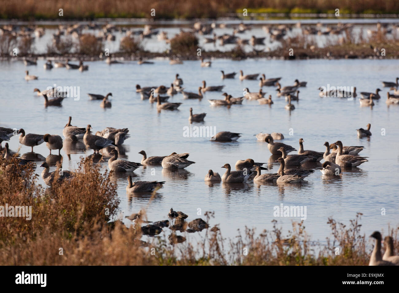 Pink-footed Geese (Anser brachyrhynchus). Resting or loafing on and ...