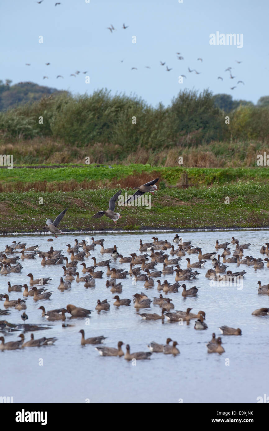 Pink-footed Geese (Anser brachyrhynchus). Overwintering geese coming in ...