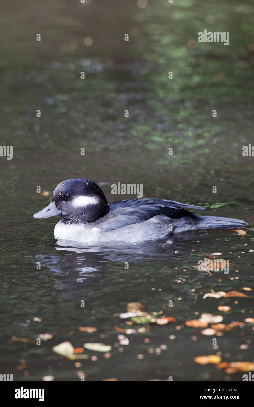 Female bufflehead hi-res stock photography and images - Alamy