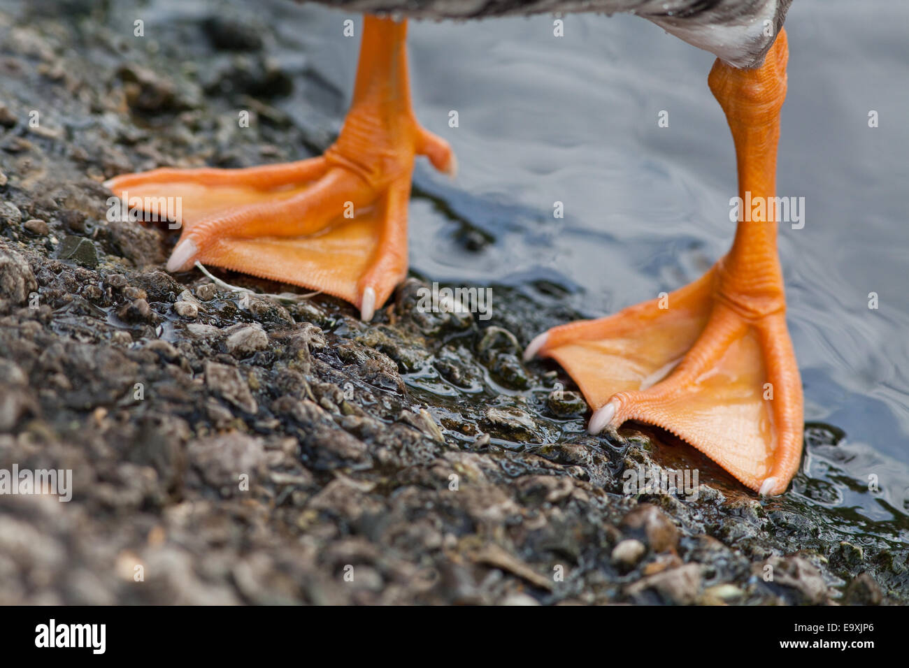 Goose feet hi-res stock photography and images - Alamy