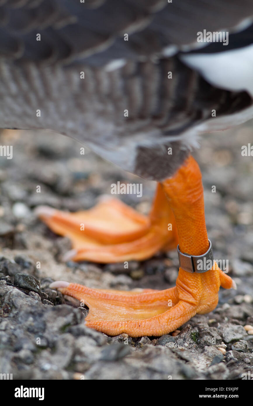Goose feet hi-res stock photography and images - Alamy