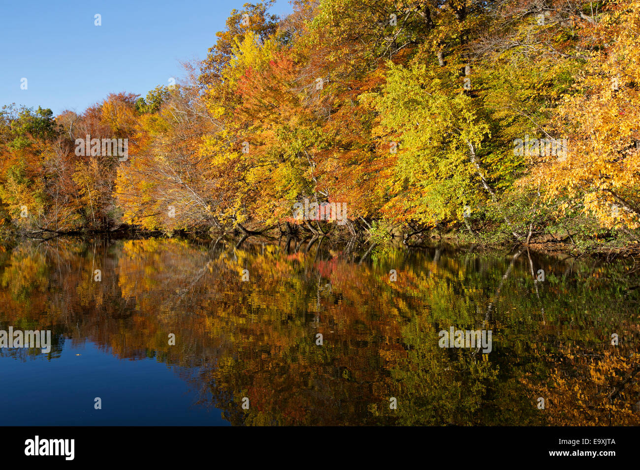 canadian autumn in oka national park Stock Photo - Alamy