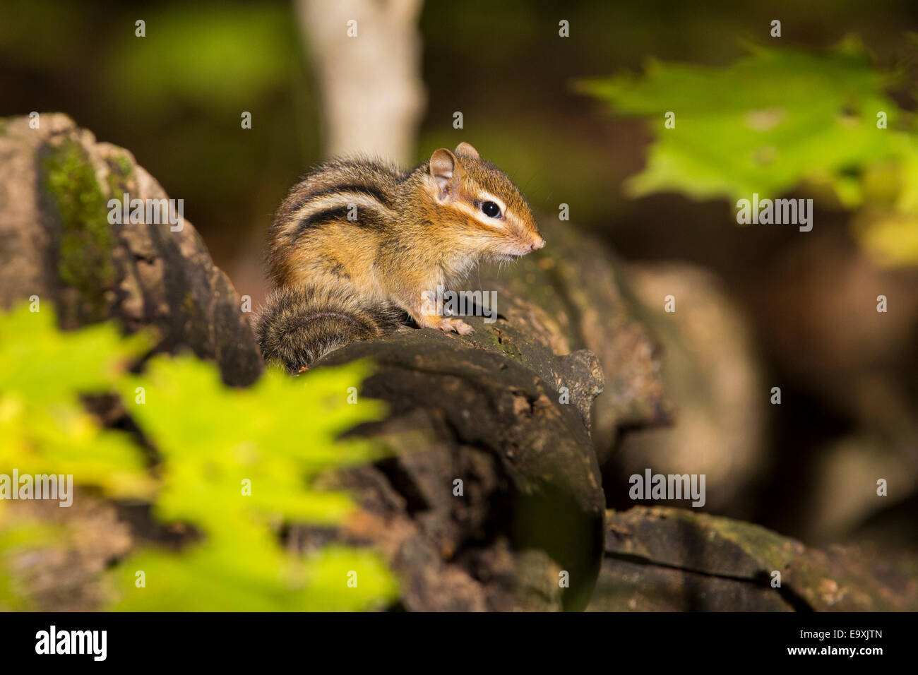 The Eastern Chipmunk (Tamias striatus) in fall forest Stock Photo - Alamy