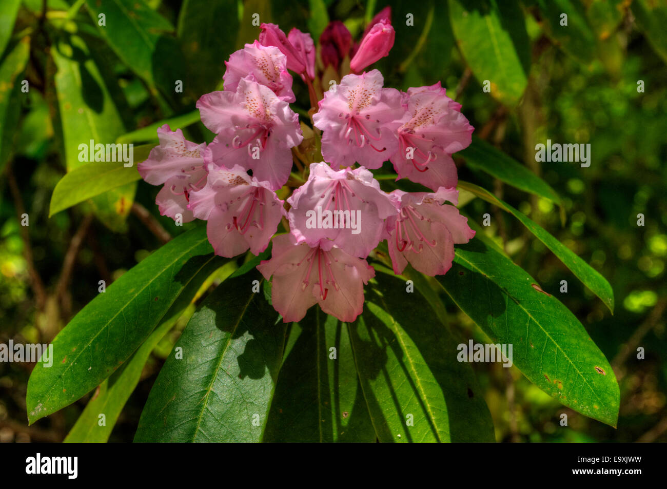 Pacific Rhododendron (Rhododendron macrophyllum) growing along the ...