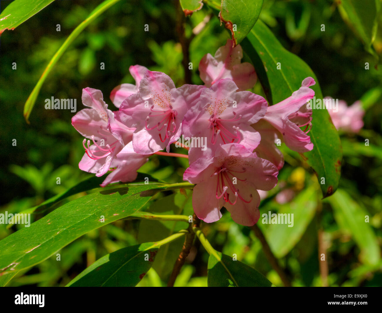 Pacific Rhododendron (Rhododendron macrophyllum) growing along the ...