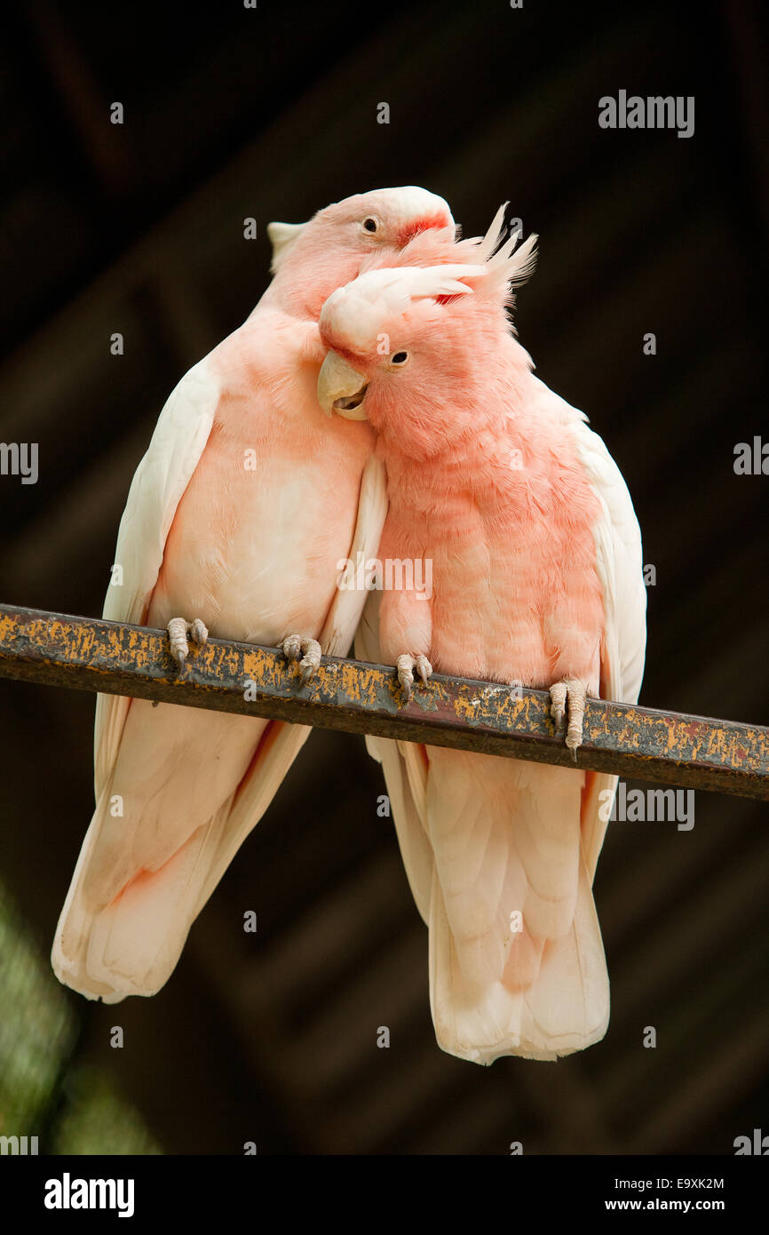 Major Mitchell Cockatoo Pet