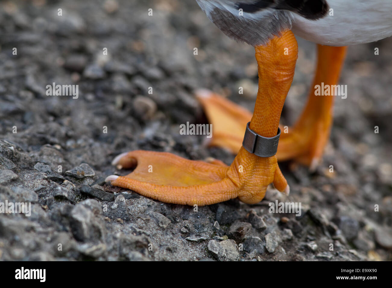 White-fronted Goose (Anser albifrons). Close-up of left leg, showing ...