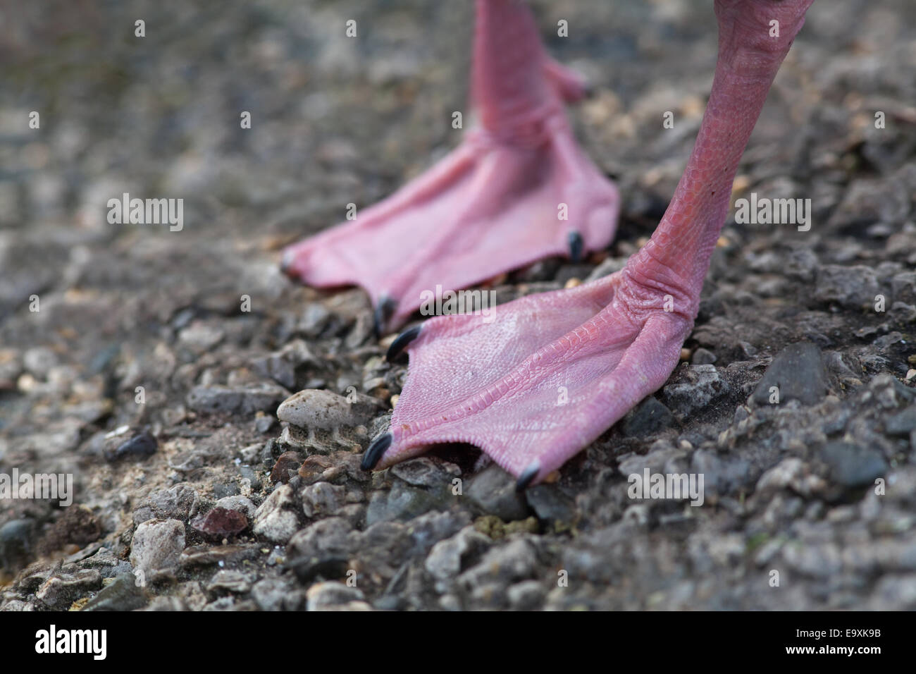 Pink-footed Geese (Anser brachyrhynchus). Close-up of feet, showing ...