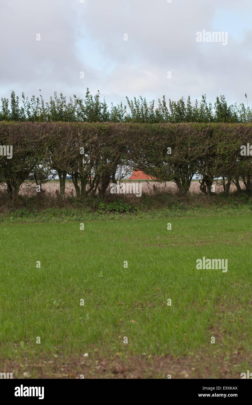 Thorn hedge hi-res stock photography and images - Alamy