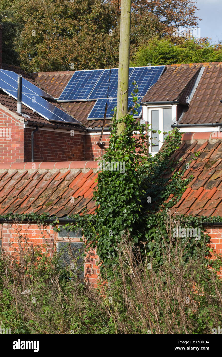 Ivy (Hedera helix). Climbing and covering up a power line support post ...