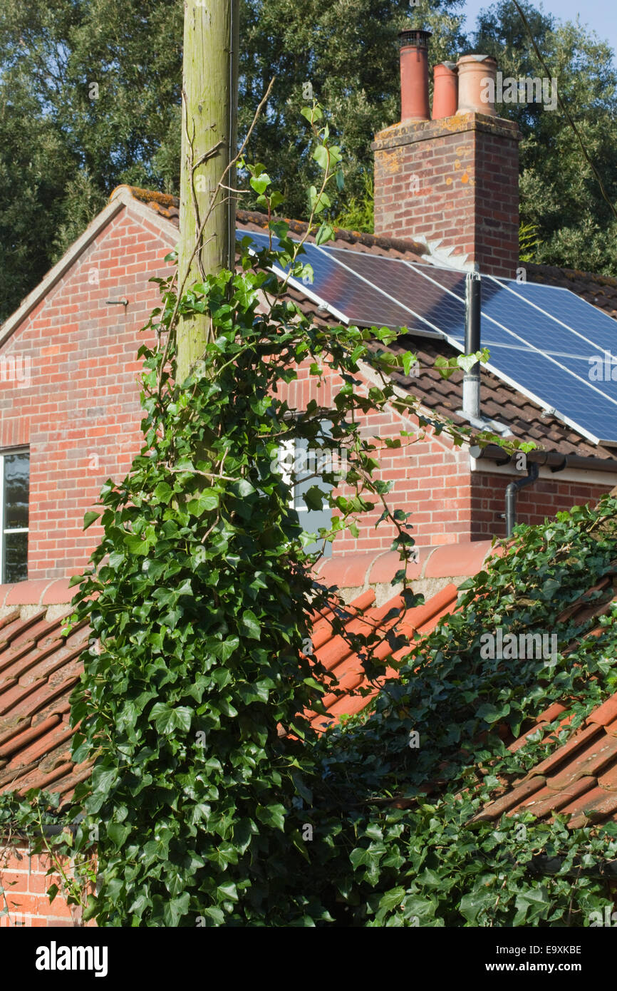 Ivy (Hedera helix). Climbing and covering up a power line support post ...