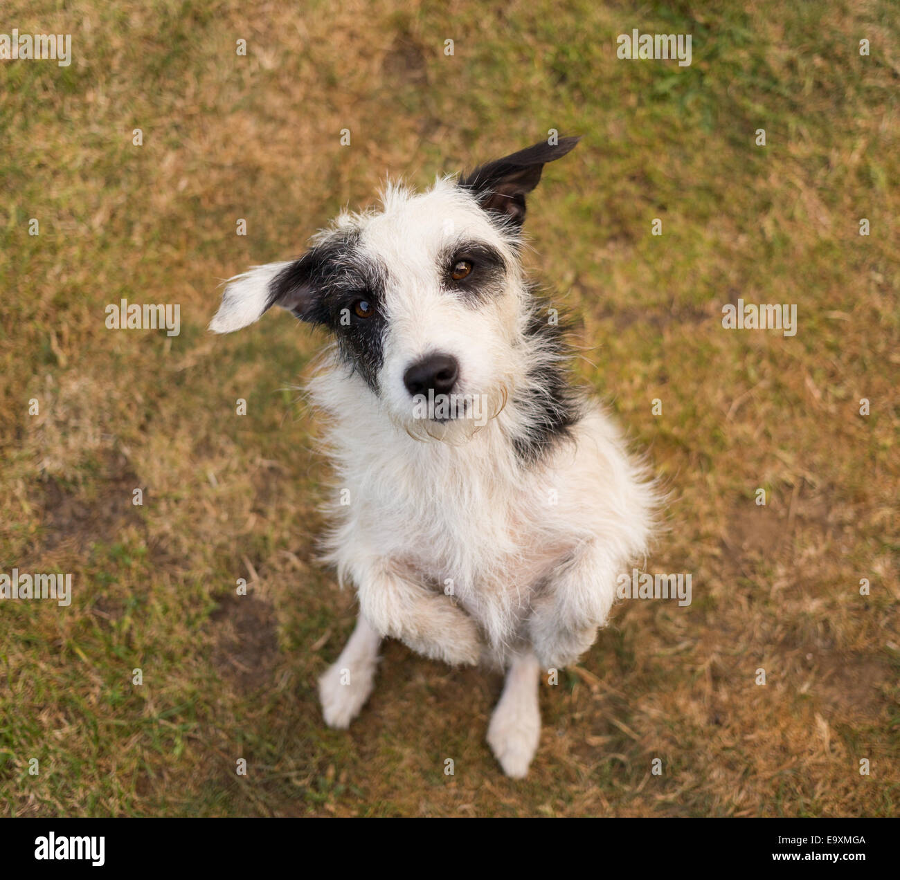 Jack russell terrier dog head hi-res stock photography and images - Alamy