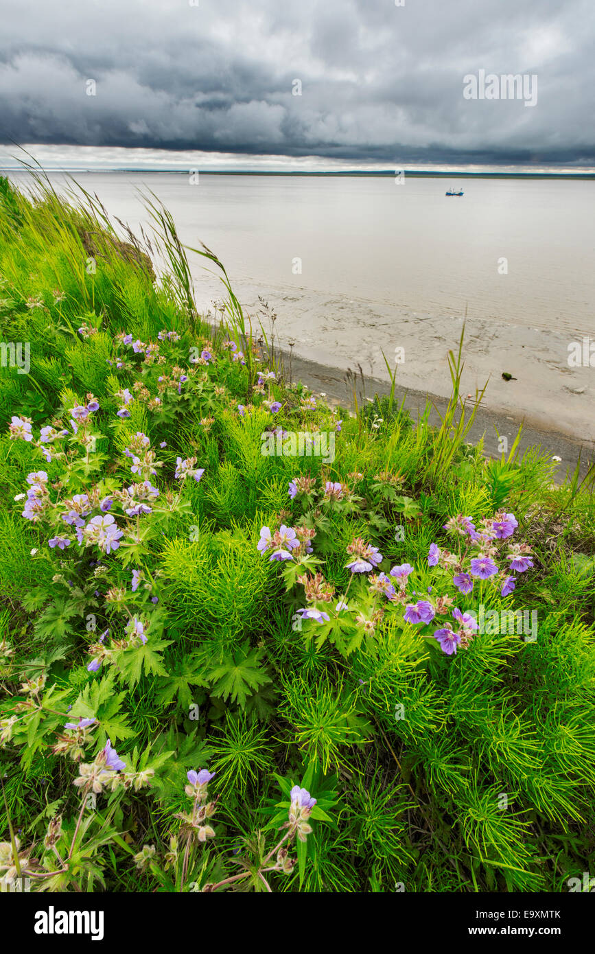 Geraniums by a riverbank hi-res stock photography and images - Alamy