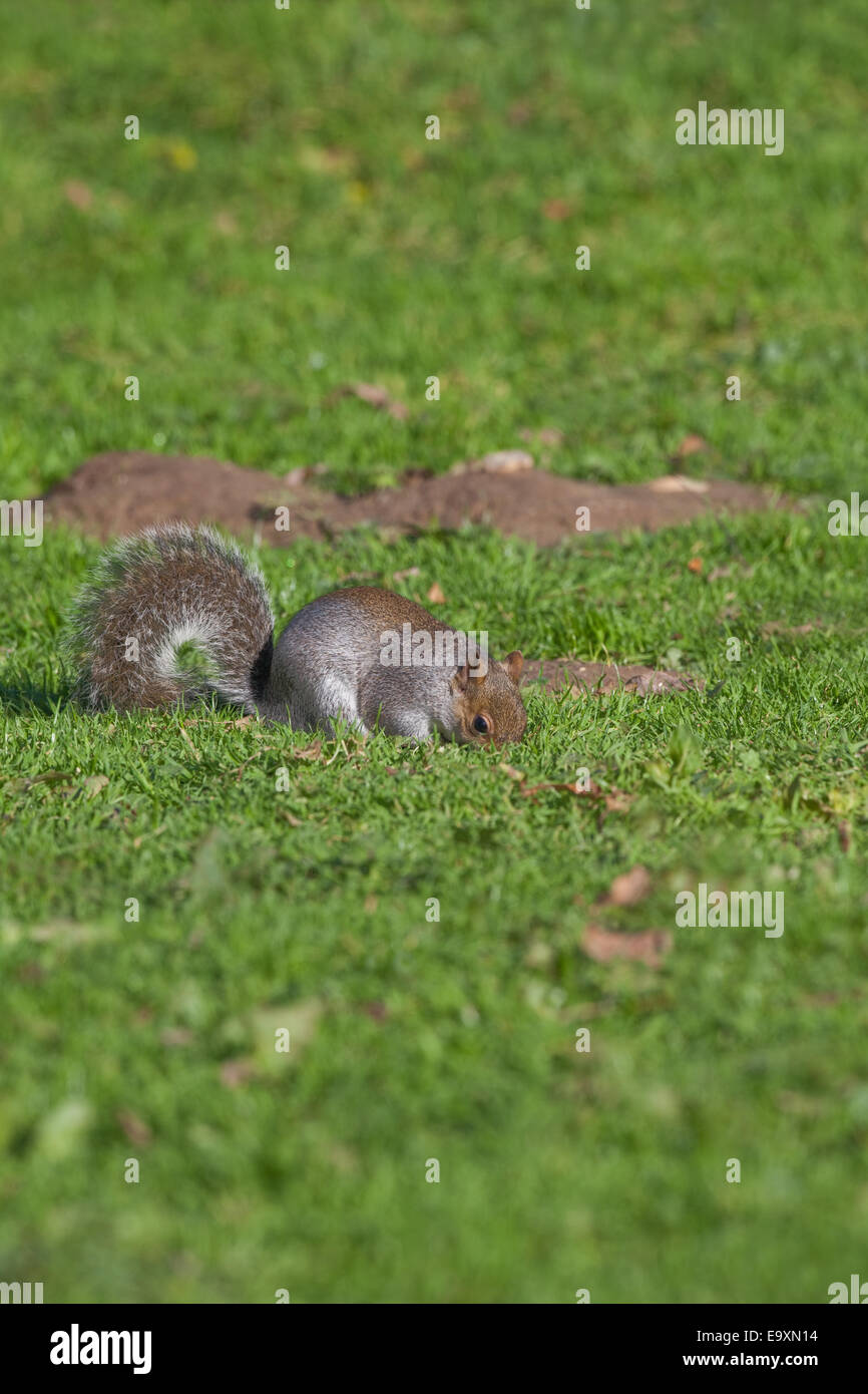 Grey ground squirrel hi-res stock photography and images - Alamy