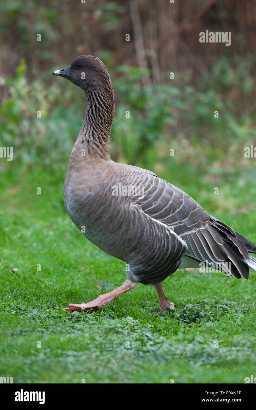 Goose step hi-res stock photography and images - Alamy